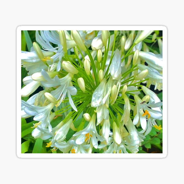 "White lily flower" Sticker for Sale by Kunakasiblings | Redbubble