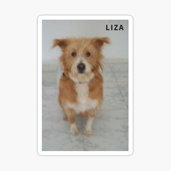 "Liza" Sticker for Sale by djo2020 | Redbubble