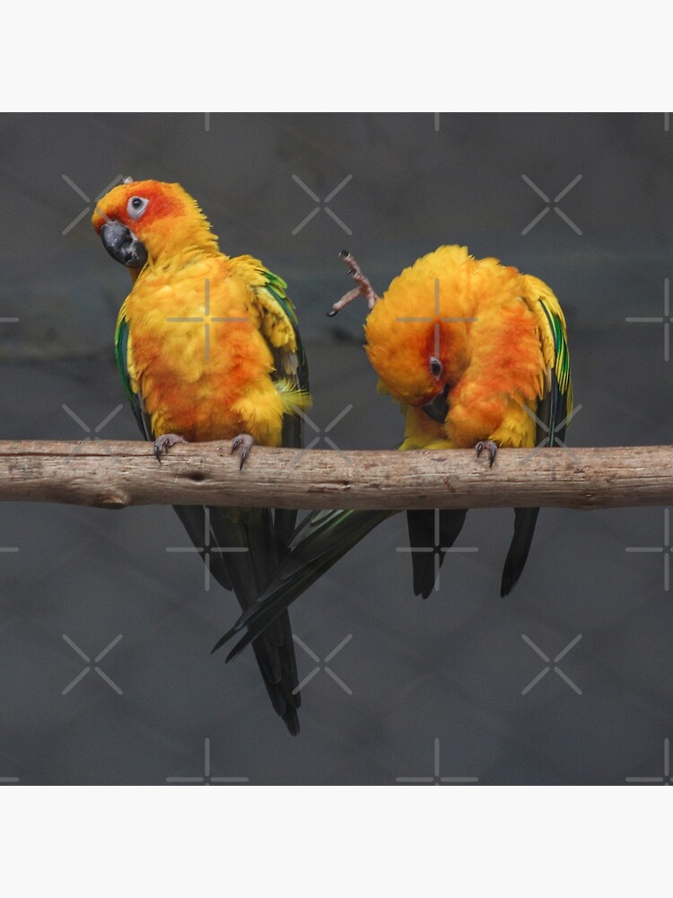 "Funny Sun Conures" Poster for Sale by AasimShaikh | Redbubble
