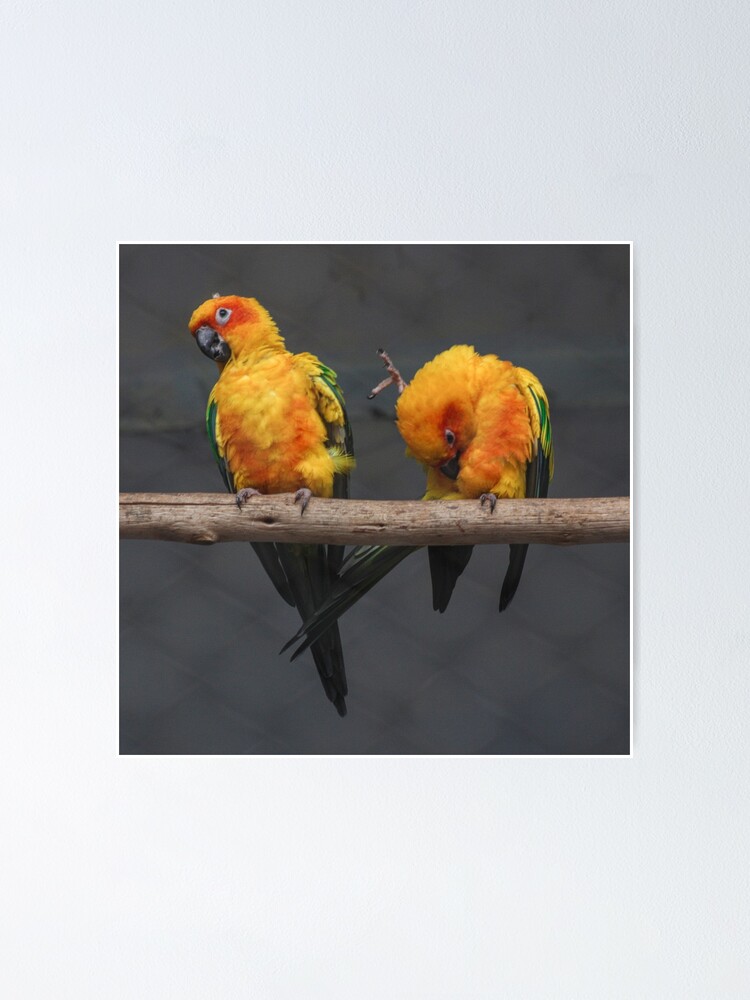 "Funny Sun Conures" Poster for Sale by AasimShaikh | Redbubble
