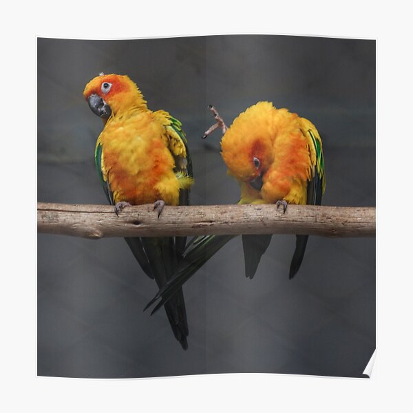 "Funny Sun Conures" Poster for Sale by AasimShaikh | Redbubble