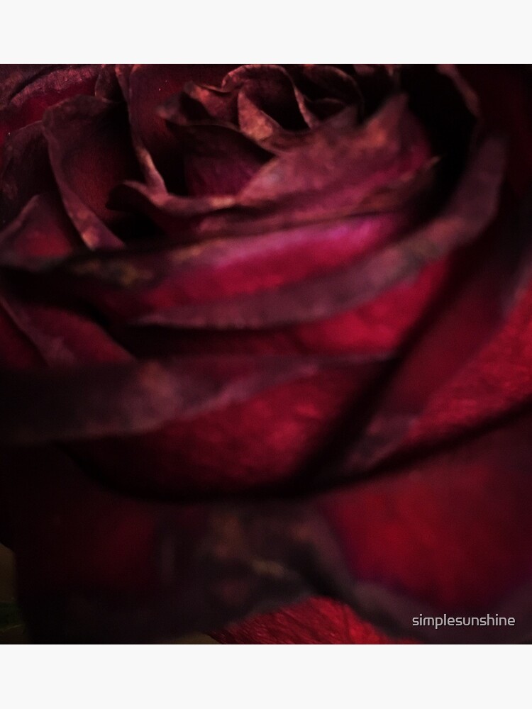 "Deep Red Rose" Sticker by simplesunshine | Redbubble