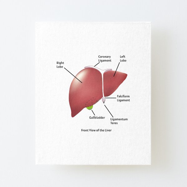 "Front View of the Liver | human liver anatomy poster | educational ...