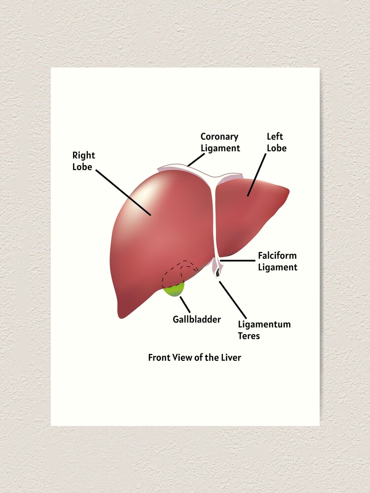 "Front View of the Liver | human liver anatomy poster | educational ...