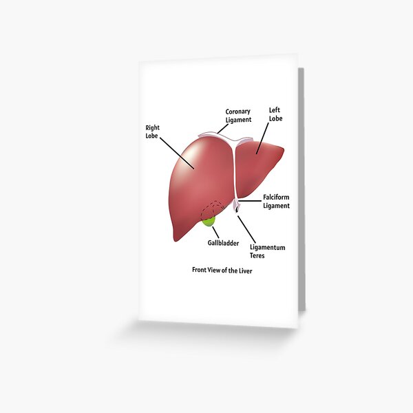"Front View of the Liver | human liver anatomy poster | educational ...