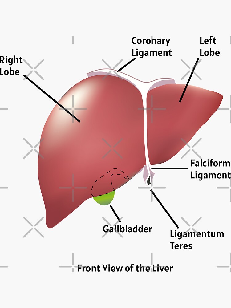 "Front View of the Liver | human liver anatomy poster | educational ...