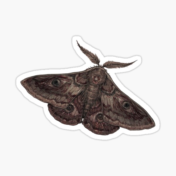 "Moth -Print and Stickers" Sticker for Sale by woodenpencilbox | Redbubble