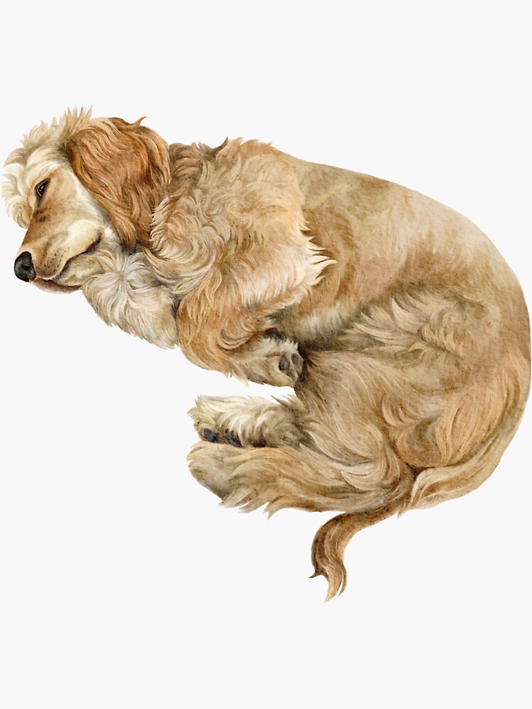 "English Cocker Spaniel" Sticker for Sale by Rubymcc | Redbubble
