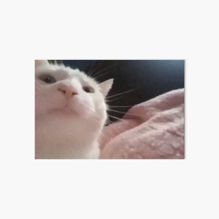 "Vibing Cat CatJam Meme" Art Board Print by jamdonut1 | Redbubble