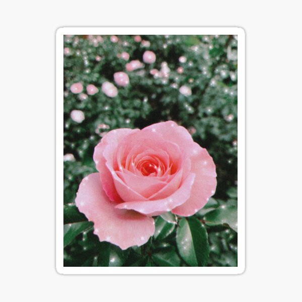 "Aesthetic vsco glitter rose" Sticker for Sale by WanderAesthetic ...