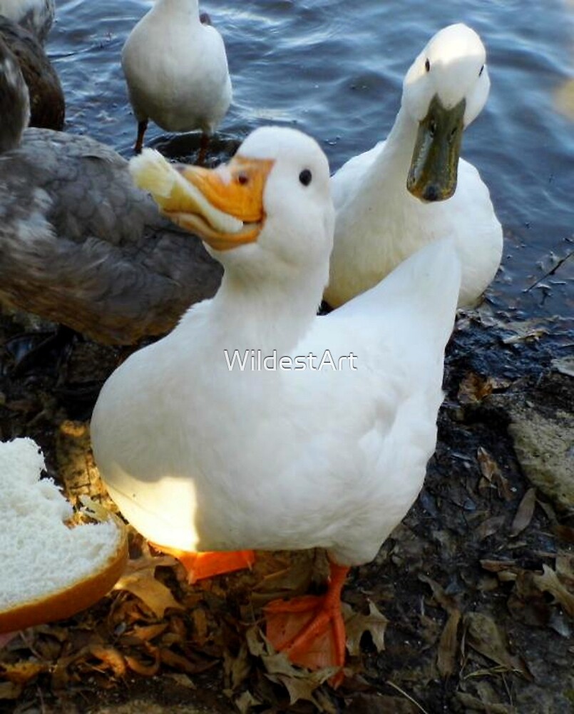 "Greedy Duck" by WildestArt | Redbubble
