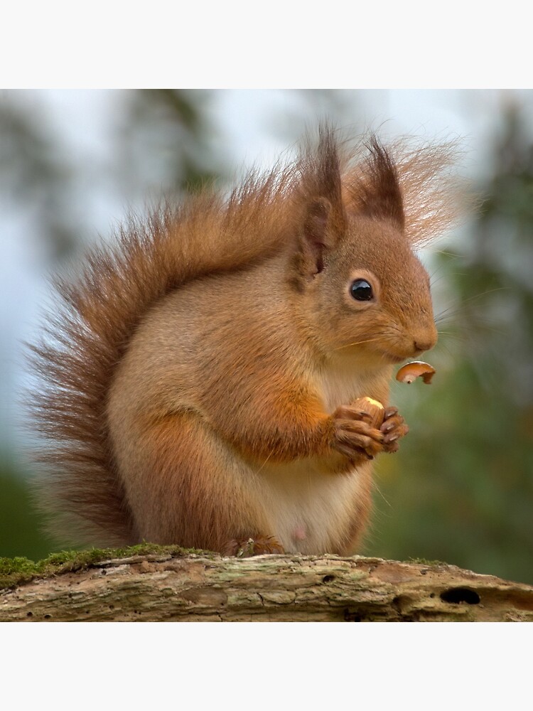 "Red Squirrel" Poster for Sale by GavinMacrae | Redbubble
