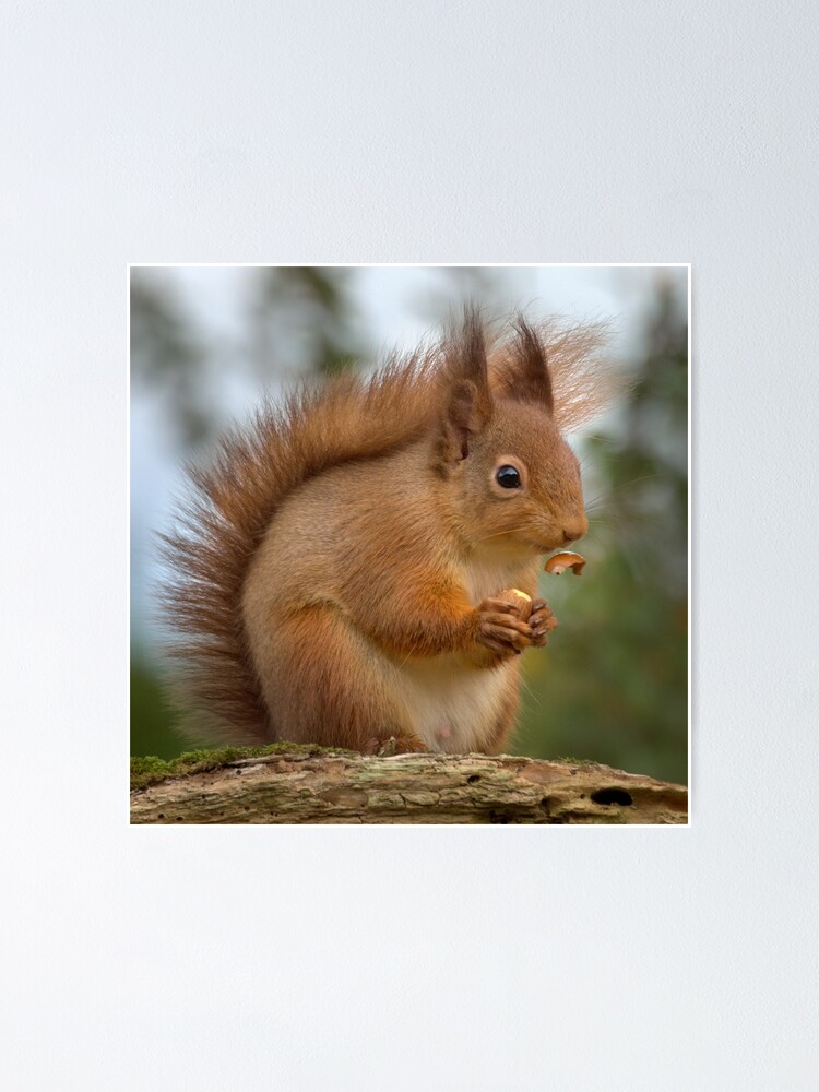 "Red Squirrel" Poster for Sale by GavinMacrae | Redbubble