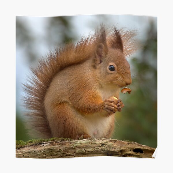 "Red Squirrel" Poster for Sale by GavinMacrae | Redbubble