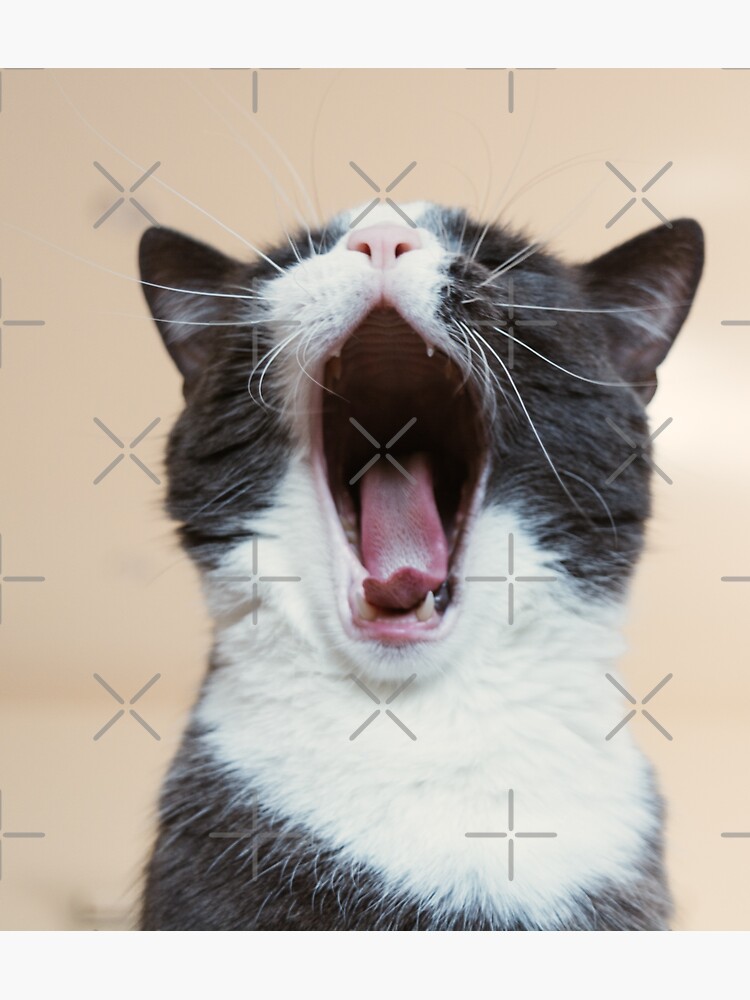 "Cat yawning ? " Sticker for Sale by Slide100 | Redbubble
