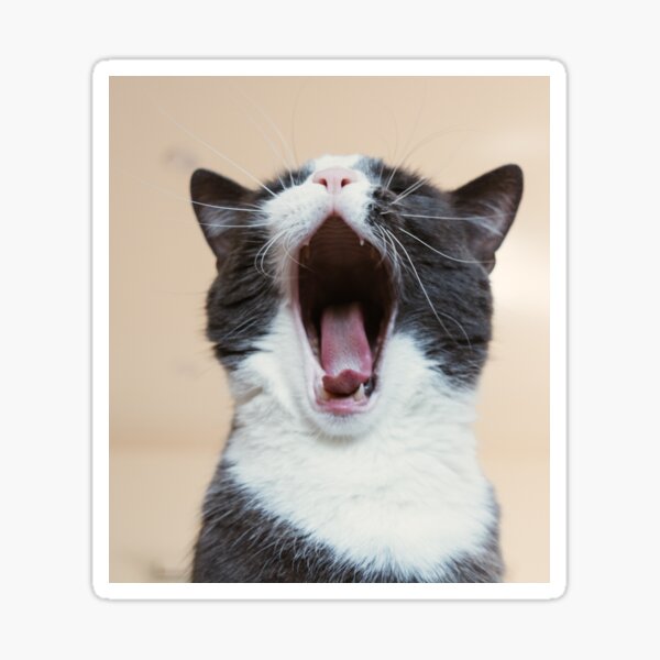 "Cat yawning ? " Sticker for Sale by Slide100 | Redbubble