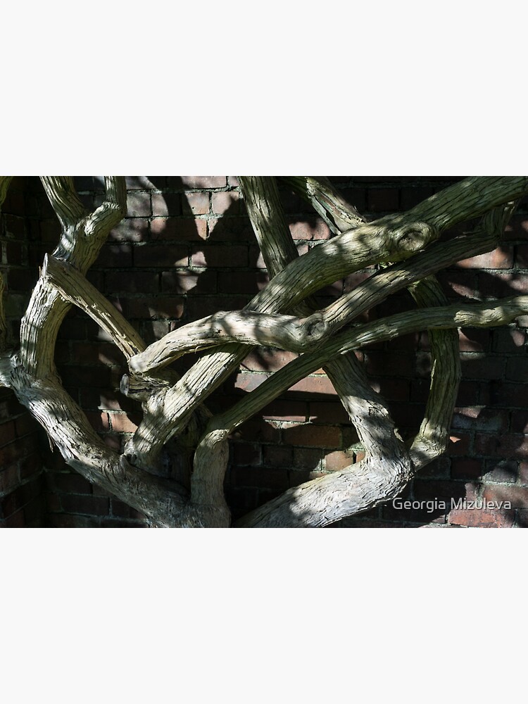 "Gnarly and Twisted - Rough Tangled Tree Limbs Illuminated" Sticker for ...