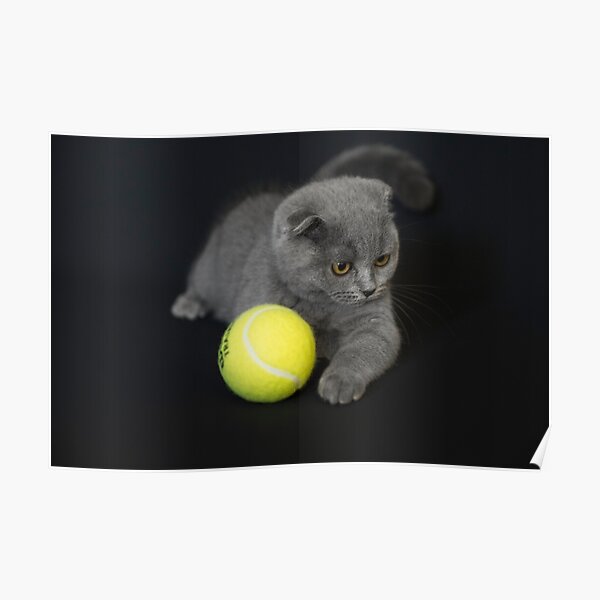 "ANGRY CAT" Poster by jagsi | Redbubble