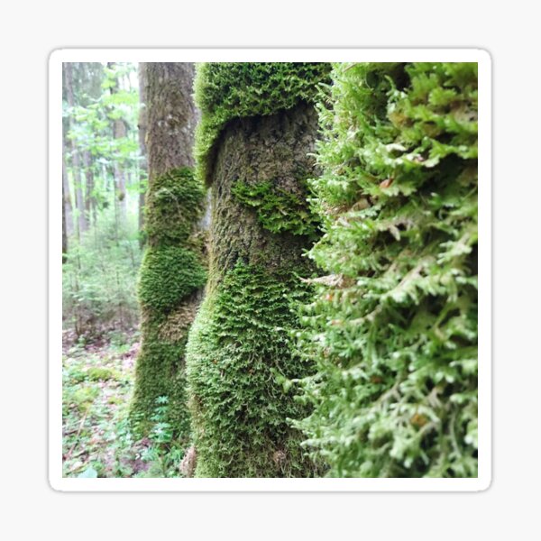 "Trees with moss" Sticker for Sale by DarkArtStudio | Redbubble