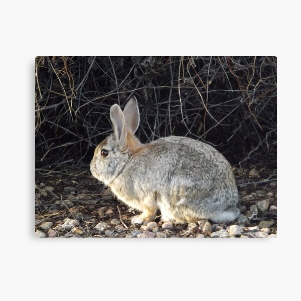 Cottontail Canvas Prints | Redbubble