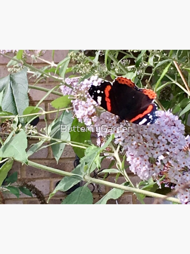 "Red Admiral Butterfly" Sticker for Sale by ButterflyGarden | Redbubble