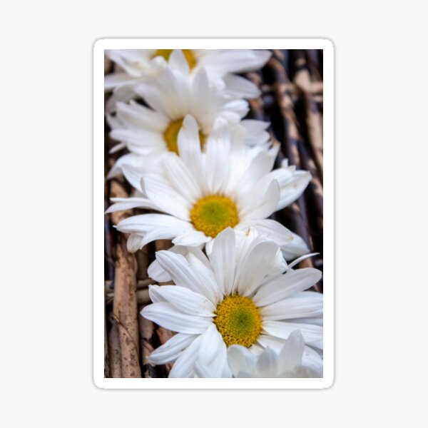 "Daisies" Sticker by MarykeBotha | Redbubble