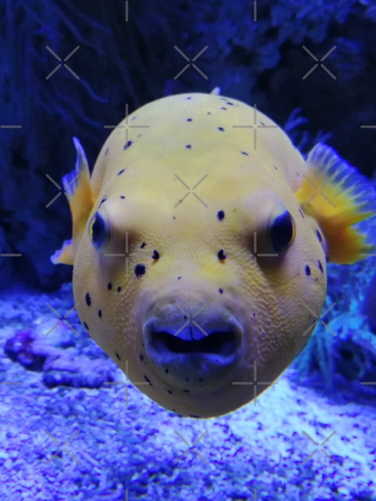 "Angry puffer fish" iPhone Case for Sale by DesignsBySaxton | Redbubble