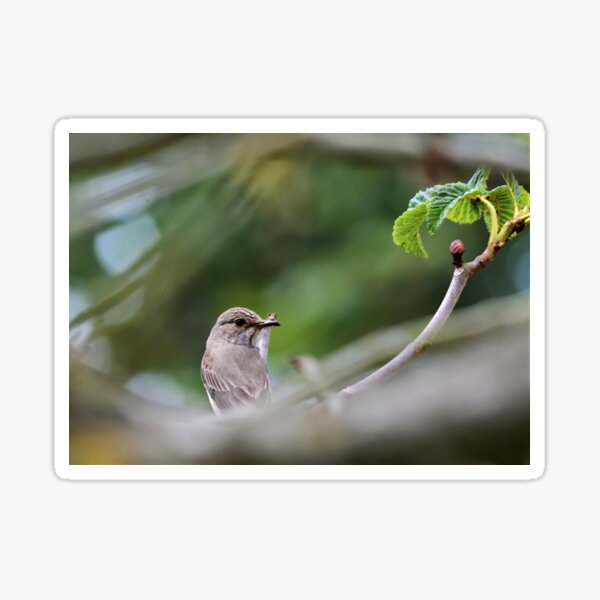 "Spotted Flycatcher" Sticker for Sale by PeterNaturePics | Redbubble