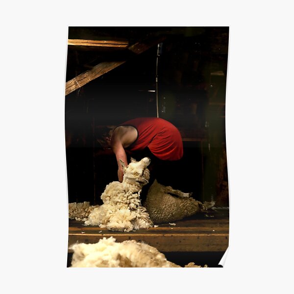 "Shearing Time " Poster by CassieGoding | Redbubble