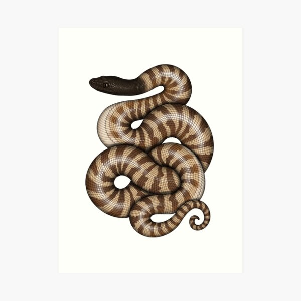 "Black-headed Python" Art Print for Sale by miss-varanus | Redbubble