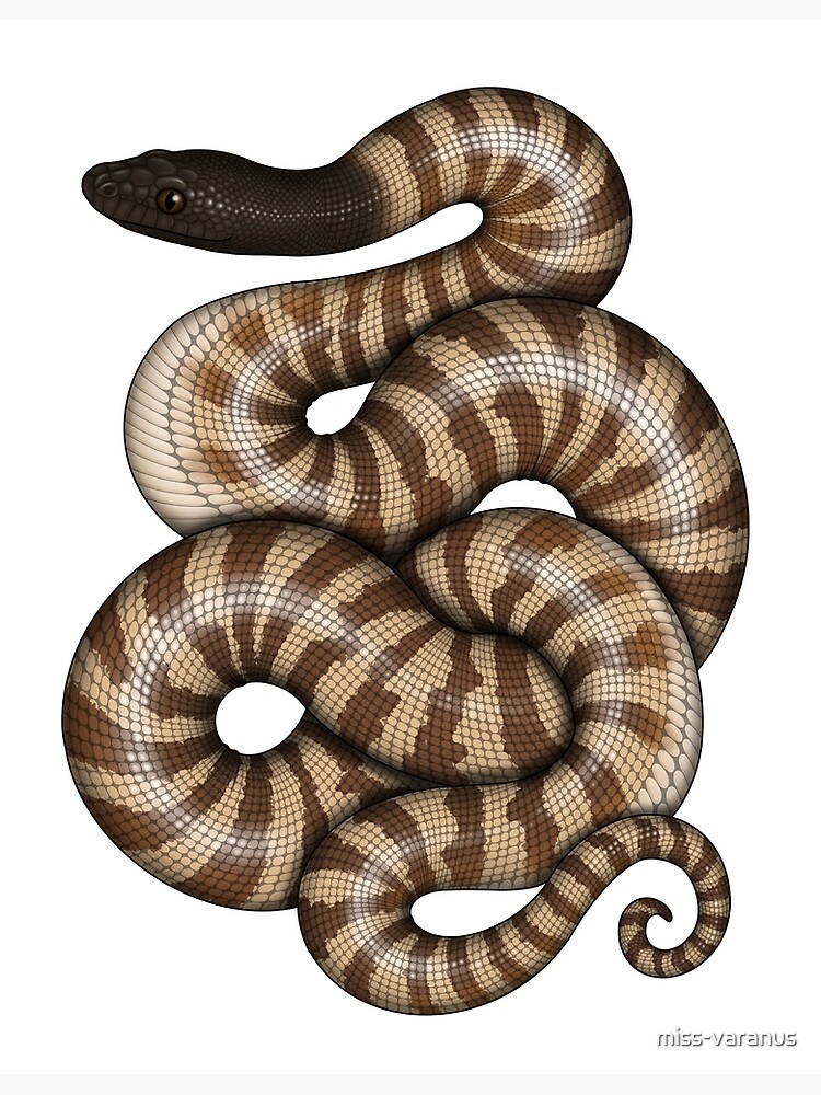 "Black-headed Python" Poster for Sale by miss-varanus | Redbubble