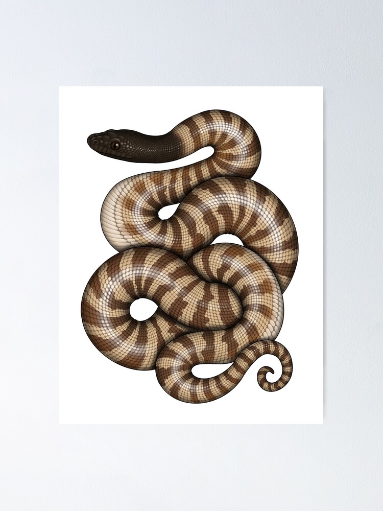 "Black-headed Python" Poster for Sale by miss-varanus | Redbubble