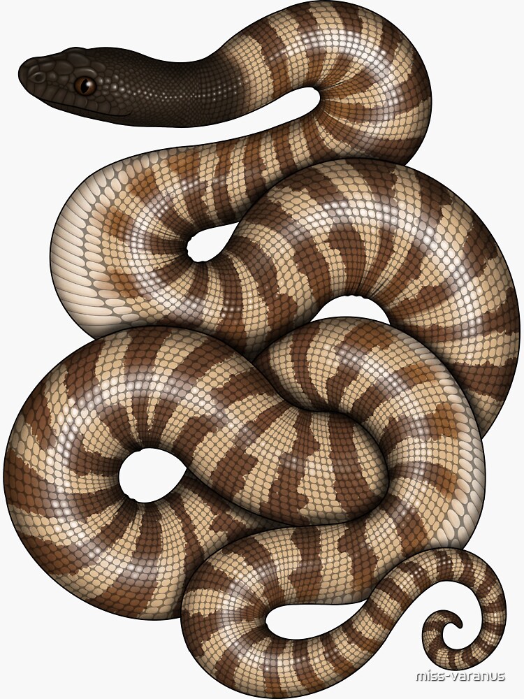 "Black-headed Python" Sticker for Sale by miss-varanus | Redbubble