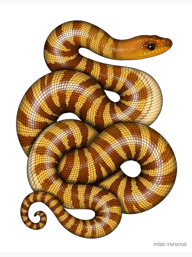 "Woma Python" Poster for Sale by miss-varanus | Redbubble