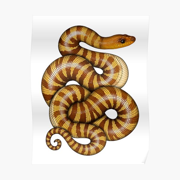 "Woma Python" Poster for Sale by miss-varanus | Redbubble