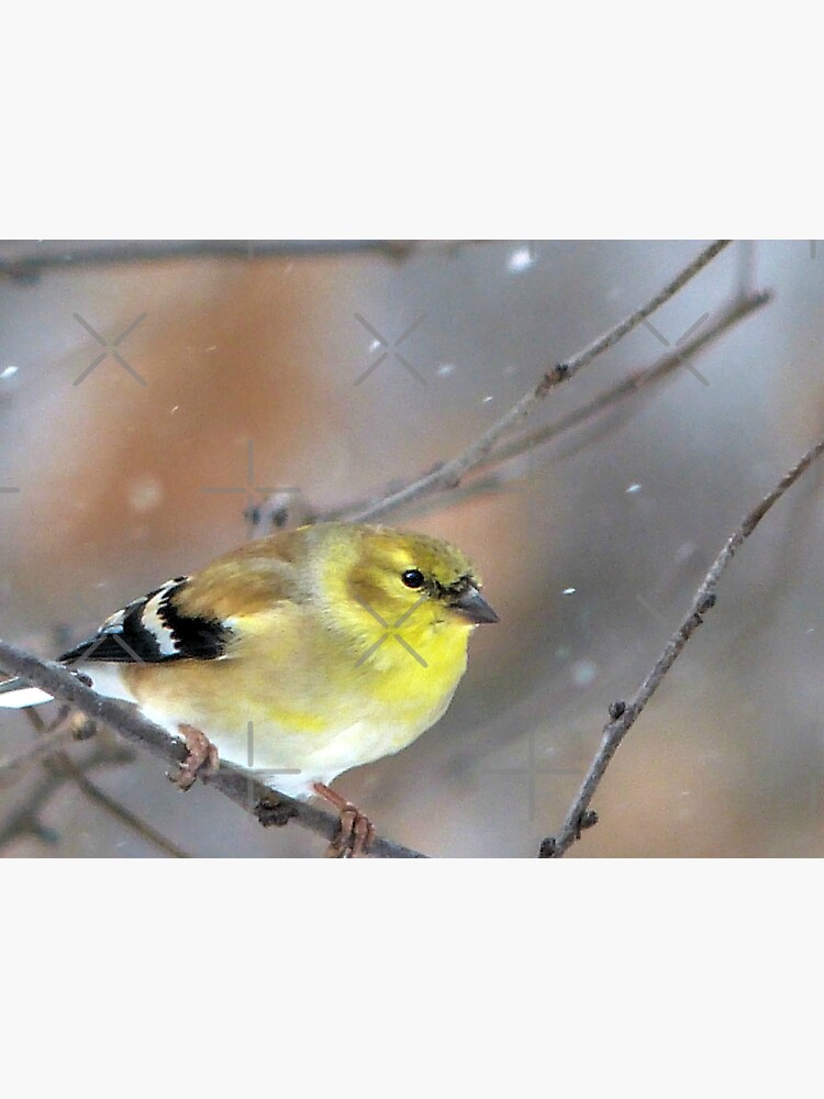 "Goldfinch" Sticker by FrankieCat | Redbubble