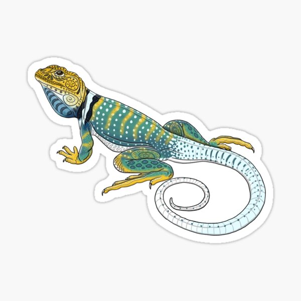 "Collared Lizard" Sticker for Sale by Corvus-latrans | Redbubble