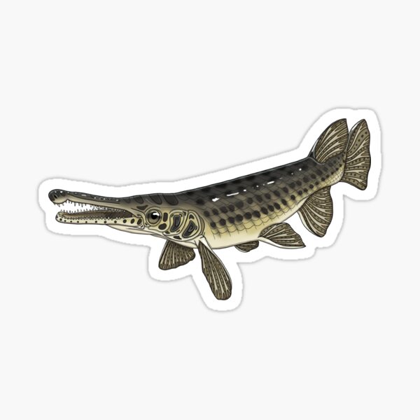 Gar Fish Stickers | Redbubble
