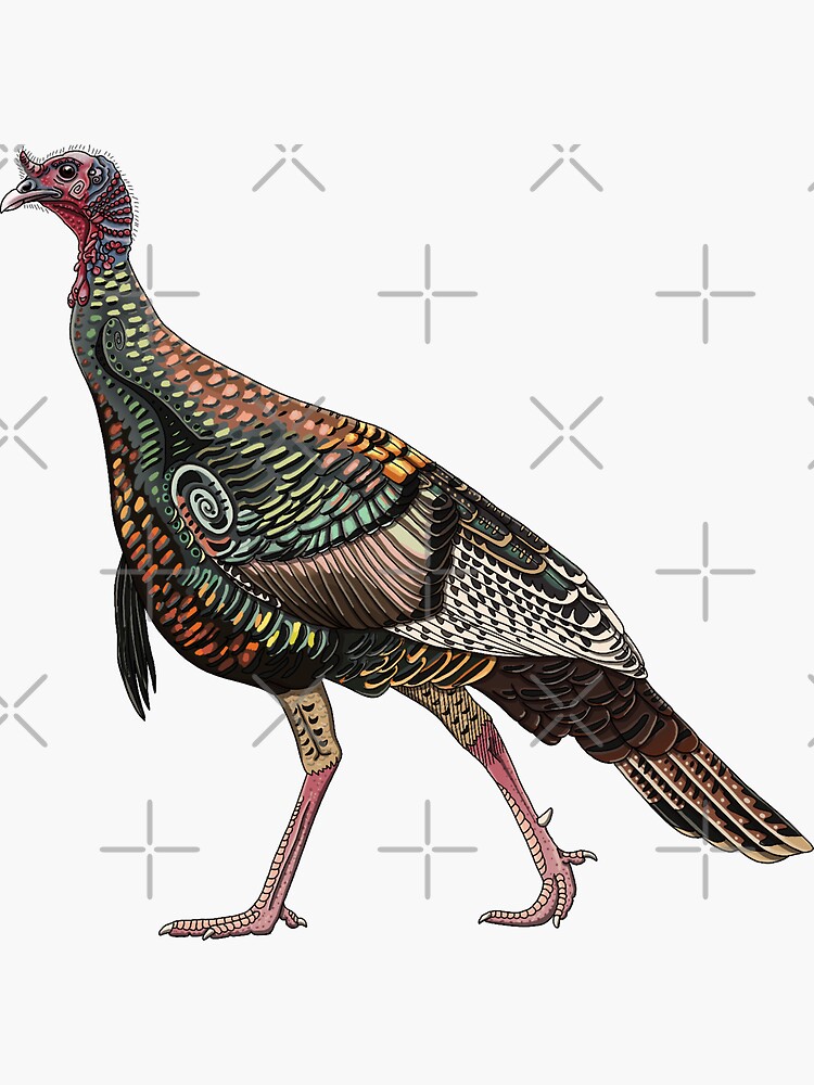 "Turkey" Sticker for Sale by Corvus-latrans | Redbubble