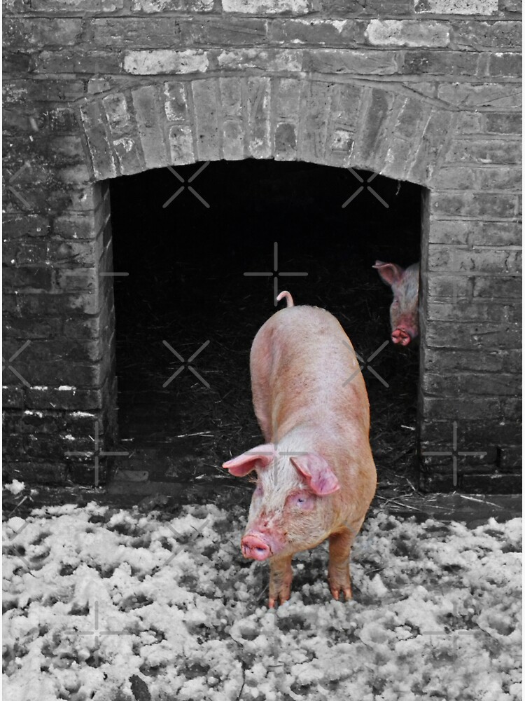 "Venturing Out" Sticker by Yampimon | Redbubble