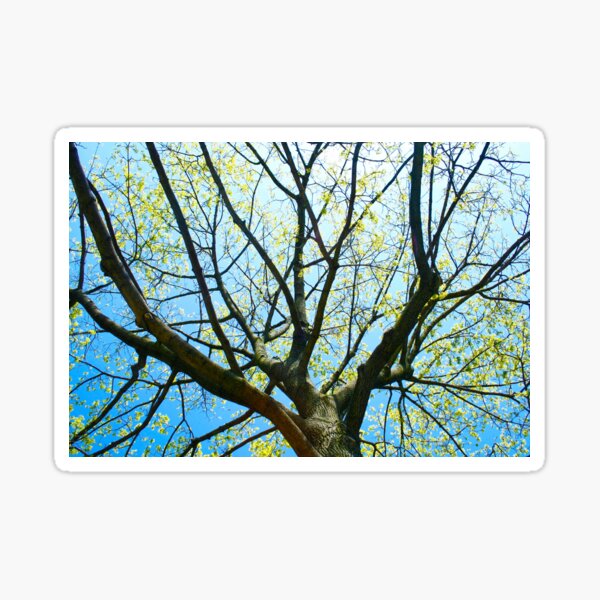 "Awe" Sticker by fatedesigns | Redbubble