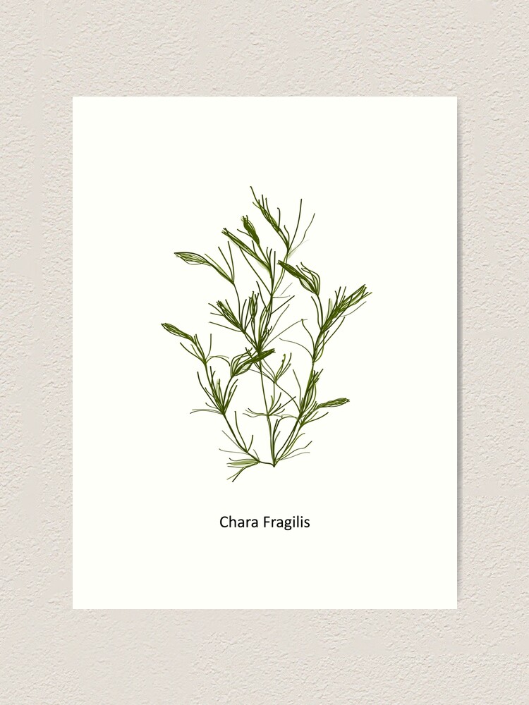 Lámina artística «Chara fragilis - un género de algas verdes carófitas ...