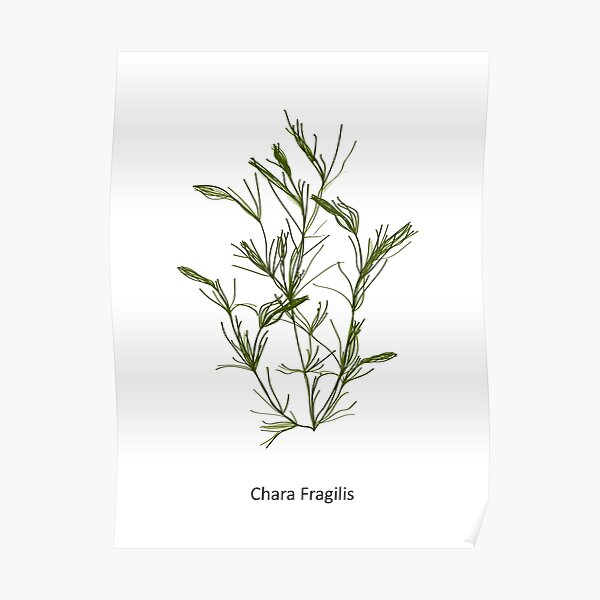 Póster «Chara fragilis - un género de algas verdes carófitas ...