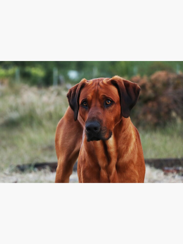 "Rhodesian Ridgeback " Sticker by Jordan1Sa | Redbubble