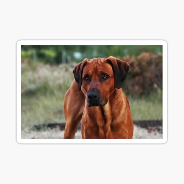 "Rhodesian Ridgeback " Sticker by Jordan1Sa | Redbubble