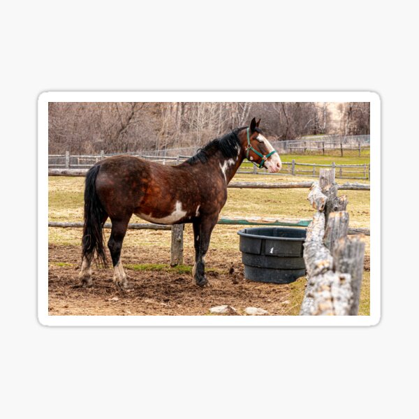 "Horse In Paddock" Sticker by jaydee1400 | Redbubble