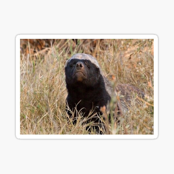 Honey Badger Stickers | Redbubble