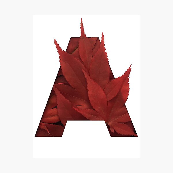 "Floral Letter A - Acer Palmatum - Autumn font" Photographic Print by ...
