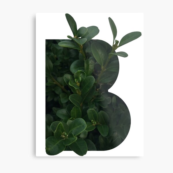 "Floral Letter B - Buxus sempervirens - Autumn font" Metal Print for ...