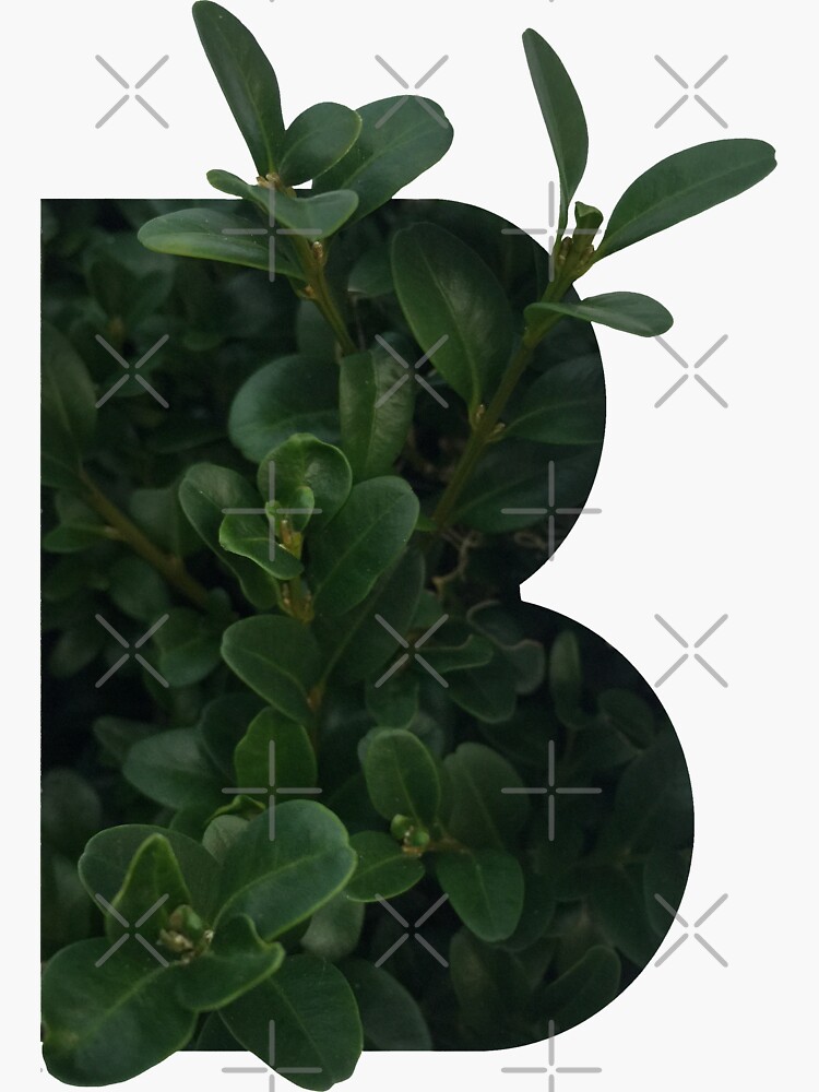 "Floral Letter B - Buxus sempervirens - Autumn font" Sticker for Sale ...